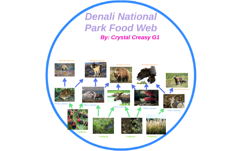 Denali National Park Food Web by Crystal Creasy on Prezi