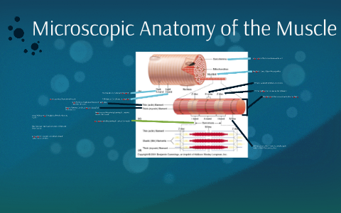 Microscopic Anatomy of the Muscle by Tegan Weaver on Prezi