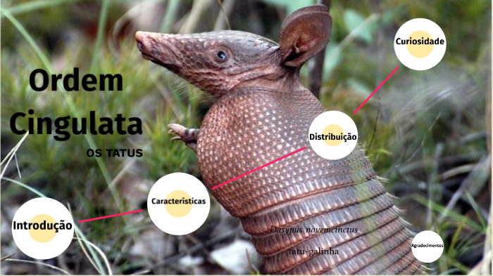 CINGULATA by luana makhleine martinelli on Prezi