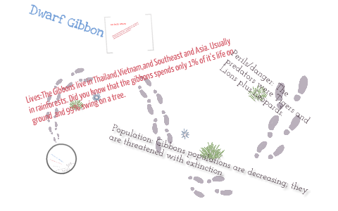 dwarf gibbon by Jennifer Crawford on Prezi