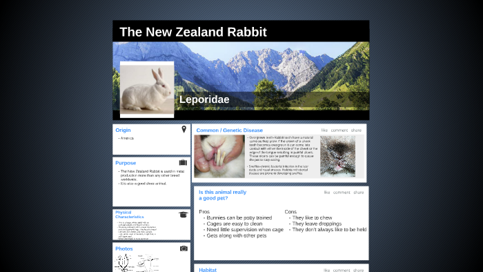 The New Zealand Rabbit by mydea jones on Prezi