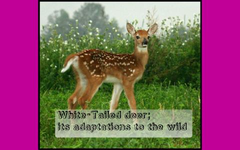 White-tailed deer: its adaptations by Emily Hill on Prezi