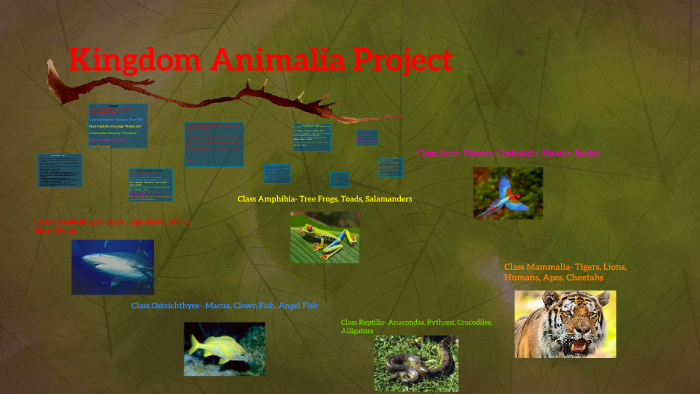 Kingdom Animalia Project by Troy Potts on Prezi