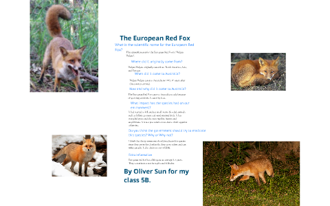 The European red Fox SGCS by Jennifer Wilson on Prezi