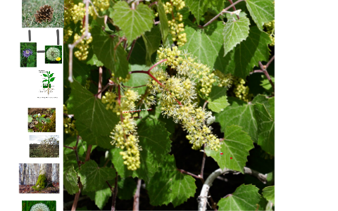 Bime enezore me fare by Juna Bizhga on Prezi