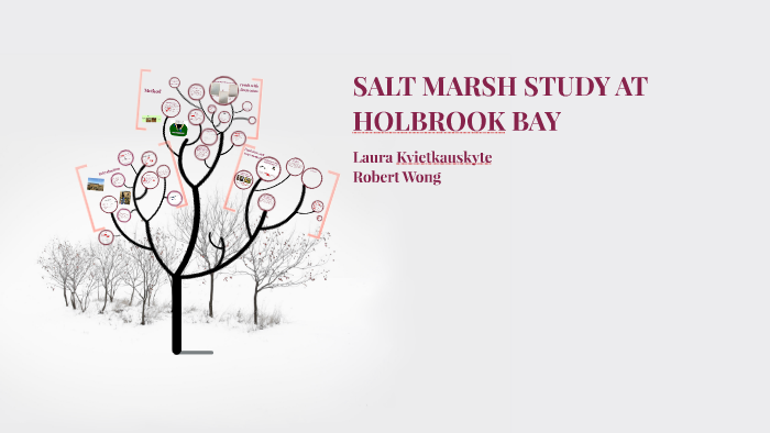 SALT MARSH STUDY AT HOLBROOK BAY by cham pat wog on Prezi