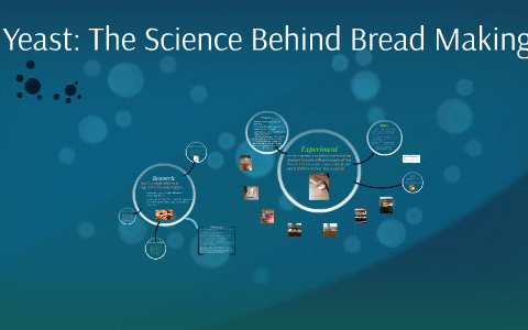 Yeast: The Science Behind Bread by Mikaela Bollag-Miller on Prezi