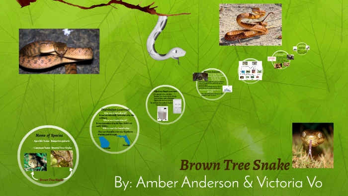 Brown Tree Snake by Amber Anderson on Prezi