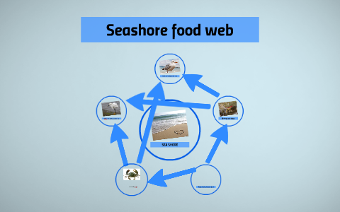 Seashore food web by Carlos Barbosa on Prezi