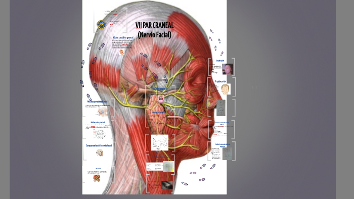 Nervio Facial (Par Craneal VII) by Gustavo Andree on Prezi