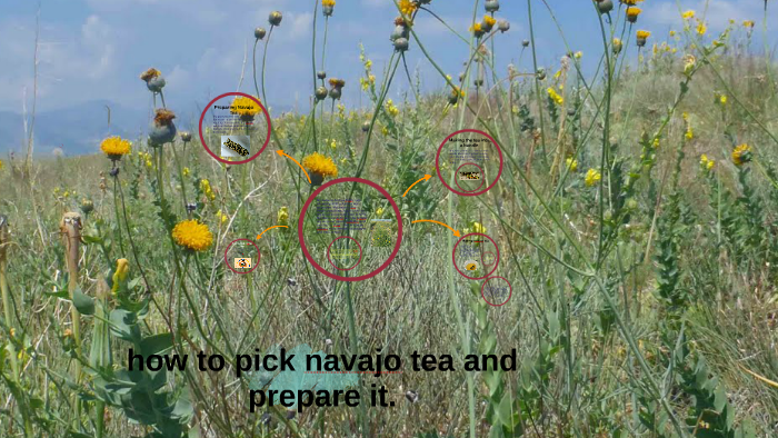How to pick Navajo Tea and prepare it. by Andrea Tolth on Prezi