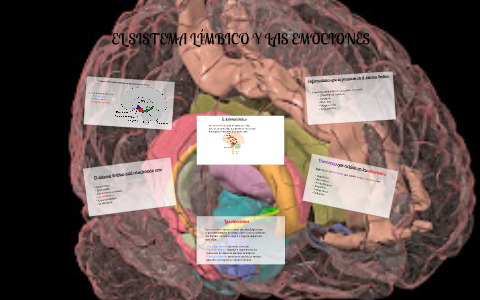 El Sistema Límbico Y Las Emociones By Rubén Ferrer On Prezi