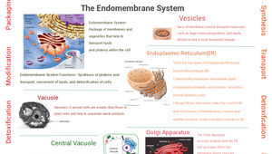 AP Bio One Pager by Dylan Chang on Prezi Design