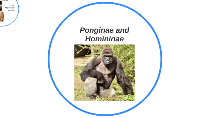 Ponginae and Homininae by Josh Prokopec on Prezi