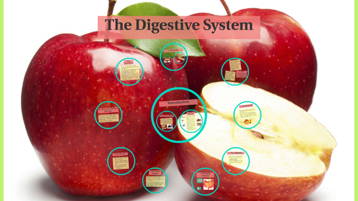 The Digestive System MVA by Susan Musco on Prezi