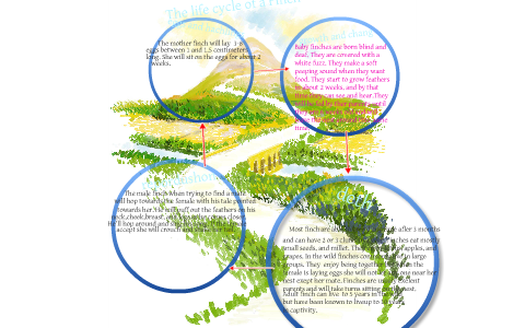 The life cycle of a Finch by pie candy on Prezi