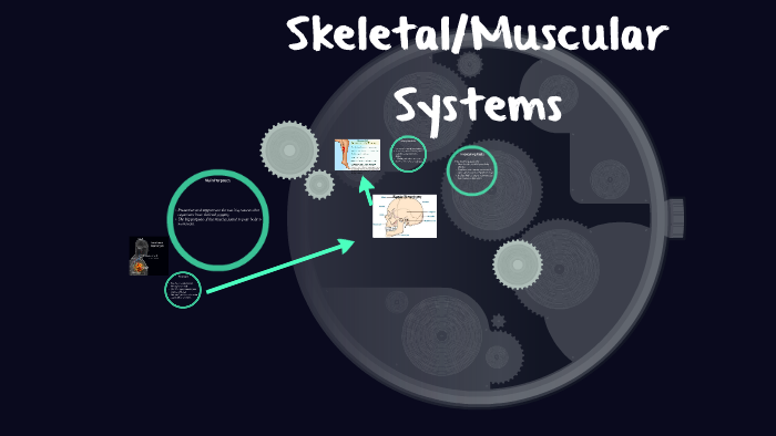 skeletal/muscular systems by Kieran Hickenbottom on Prezi