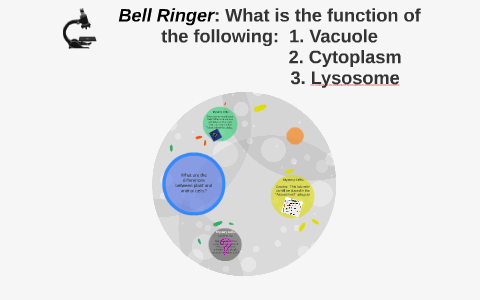 Bell Ringer: What is the function of the following: 1. Vacu by Candace ...
