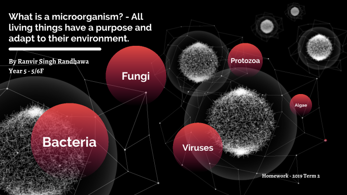What is a microorganism? - All living things have a purpose and adapt ...