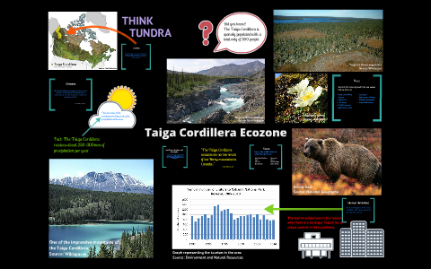 Taiga Cordillera Ecozone by Zoe Flores on Prezi