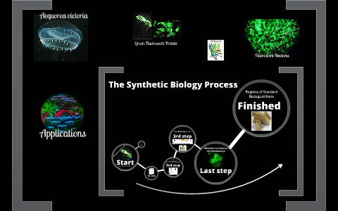 The Synthetic Biology Process by Missouri S&T iGEM Team on Prezi