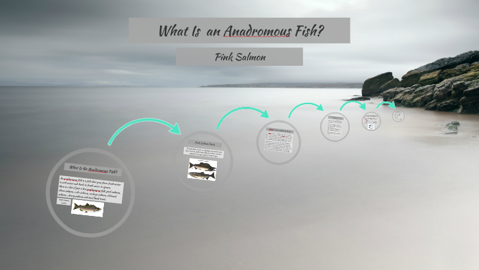 What Is a Anadromous Fish? by Cameron Foulkes on Prezi