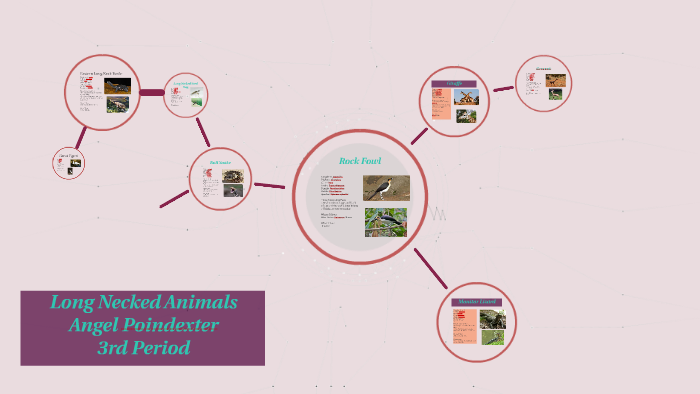 Long Necked Animals by Angel Poindexter on Prezi