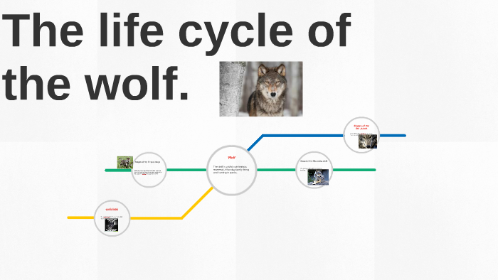 The life cycle of the wolf. by kaden young on Prezi