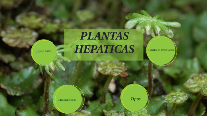 PLANTAS HEPATICAS by ANGIE PAOLA SIERRA COSTA on Prezi