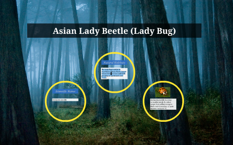 Asian Lady Beetle (Lady Bug) by Morg Constuble on Prezi