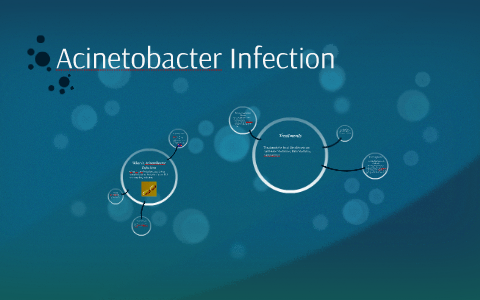 Acinetobacter Infection by Rodneshia Hall on Prezi