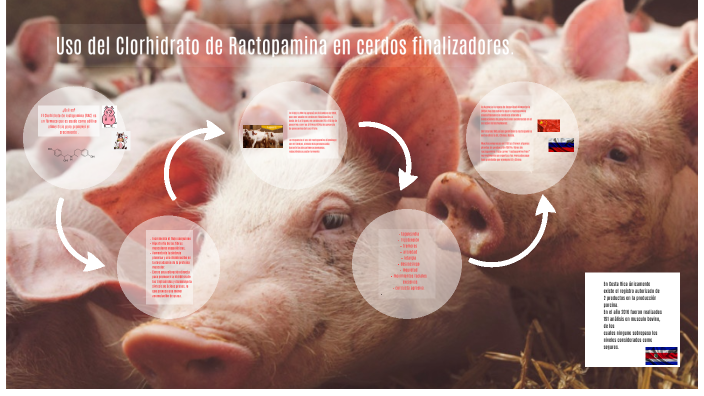 Ractopamina en cerdos by María Fernanda Brenes on Prezi