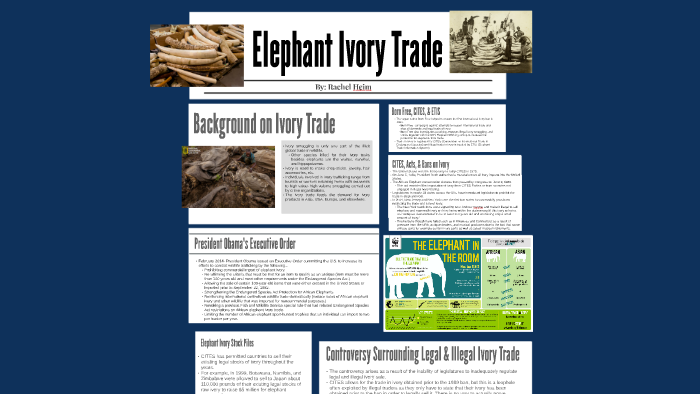 Elephant Ivory Trade by Rachel Heim on Prezi