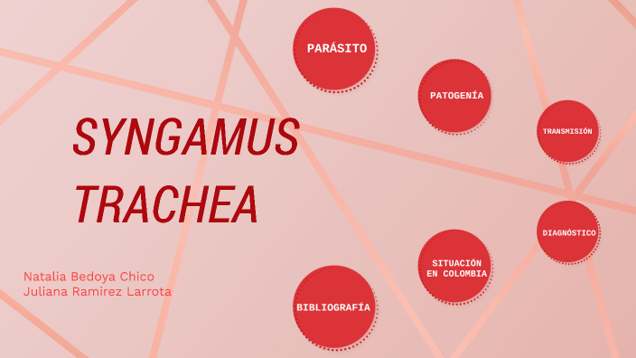 Syngamus trachea by Natalia Bedoya Chico on Prezi