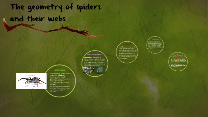 The geometry of spiders and their webs by gracie prue on Prezi