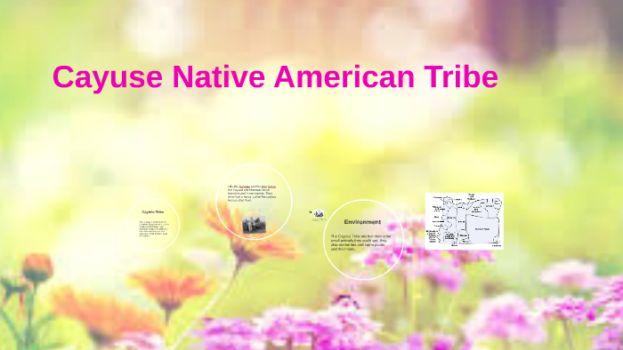 Cayuse Native Americans by Sammy Garcia on Prezi