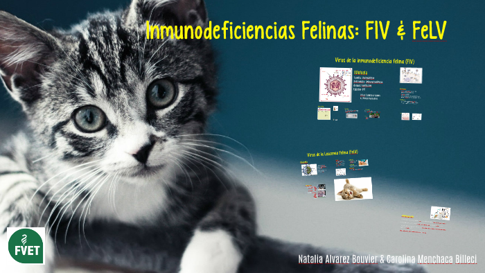 FIV&FeLV by Carolina Menchaca Billeci on Prezi
