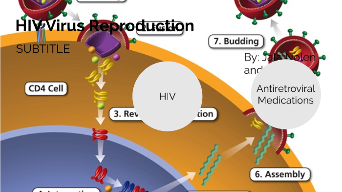 HIV Reproduction Model by Jala Nolen on Prezi