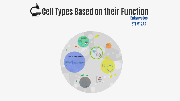 Cell Types Based on their Function by Jushua Ramos on Prezi