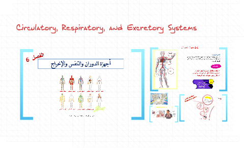 Circulatory, Respiratory, and Excretory Systems by najah moo7mad on Prezi