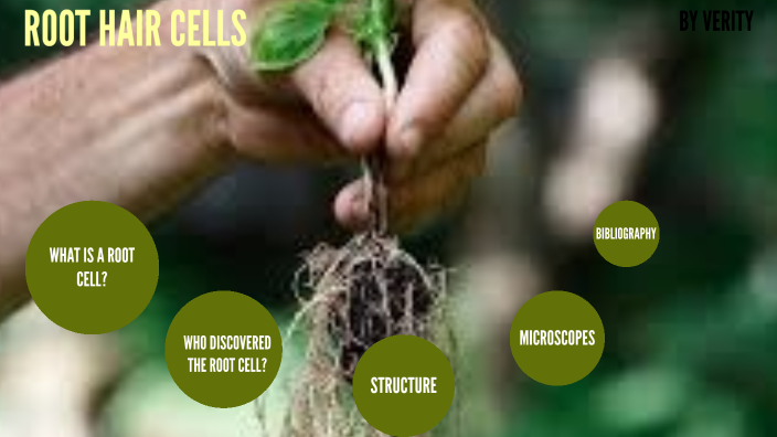 The Root Hair Cell by Verity Corny on Prezi