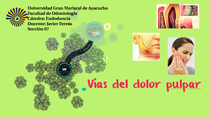 Vías del dolor pulpar by Cristina Suerosanchez96 on Prezi