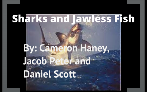 SHARKS AND JAWLESS FISH by 12345 54321 on Prezi