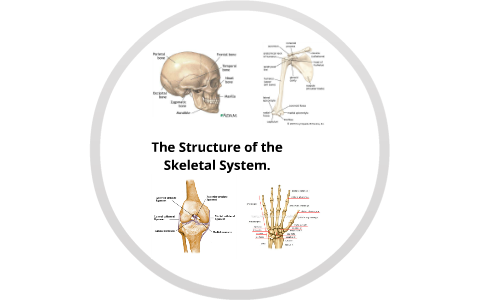 BTEC - Unit 1. Structure of the skeletal system by Peter Hyland on Prezi