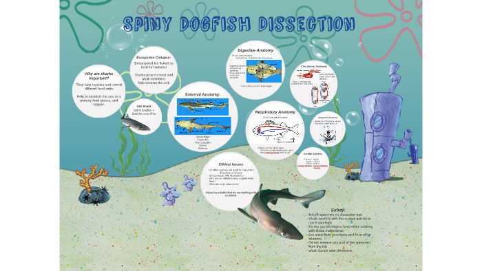 Spiny Dogfish Dissection by Kathryn Kit on Prezi