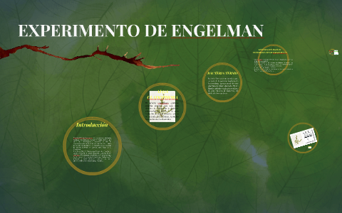 EXPERIMENTO DE ENGELMAN by Ander SUAREZ LAINEZ on Prezi