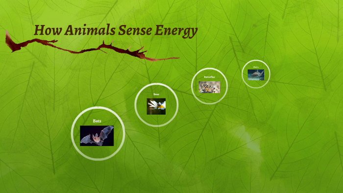How Animals Sense Energy by Jessica Wanlass on Prezi