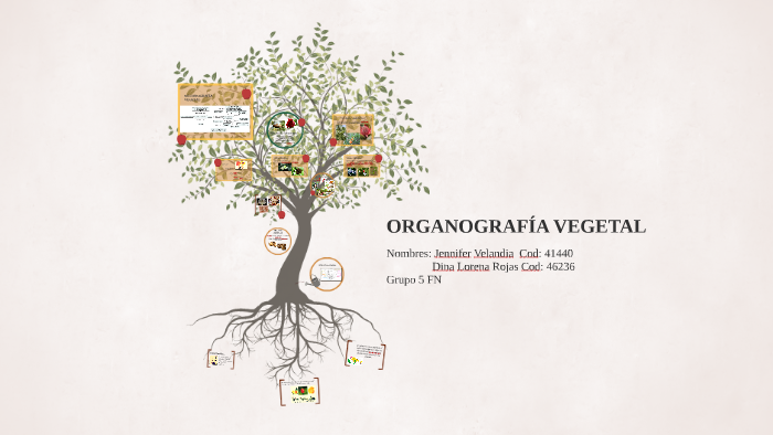 ORGANOGRAFÍA VEGETAL by Ana Pardo Mora on Prezi