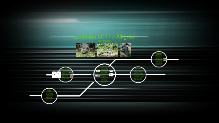 Evolution Of The Alligator by Joe Groom on Prezi