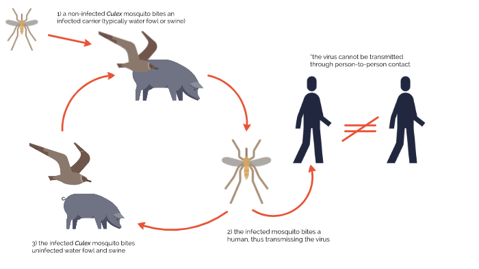 Japanese Encephalitis Life Cycle by Olivia LoChiatto on Prezi